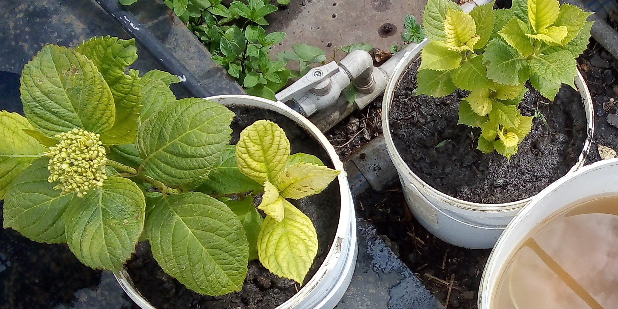 ХЛОРОЗ У ГОРТЕНЗИЙ-ВТОРОЙ СПОСОБ ЛЕЧЕНИЯ ХЛОРОЗА!!!НЕ ПОВТОРЯЙТЕ МОИХ ОШИБОК-УЧИТЕСЬ НА СВОИХ!!!