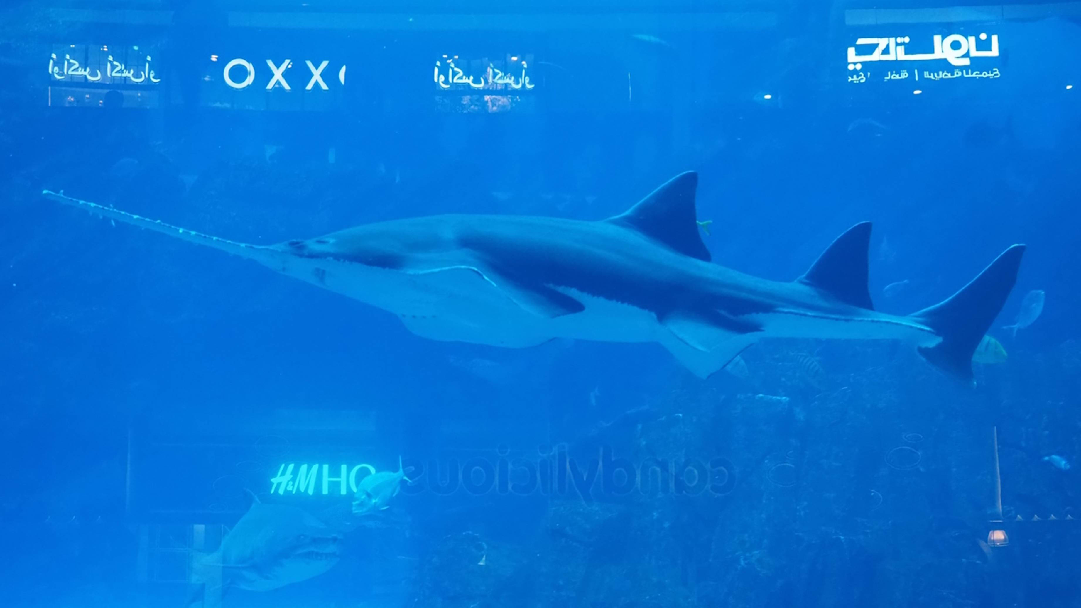 Дубай Молл: океанариум, динозавр и Play DXB