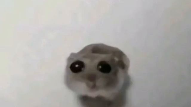 Грустный хомяк