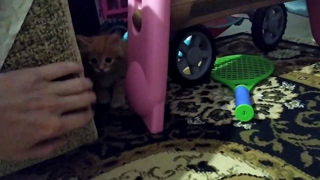 Круглосуточный рыжий моторчик Стëпка. Растёт на глазах. Наглый рыжий котёнок ?.mp4