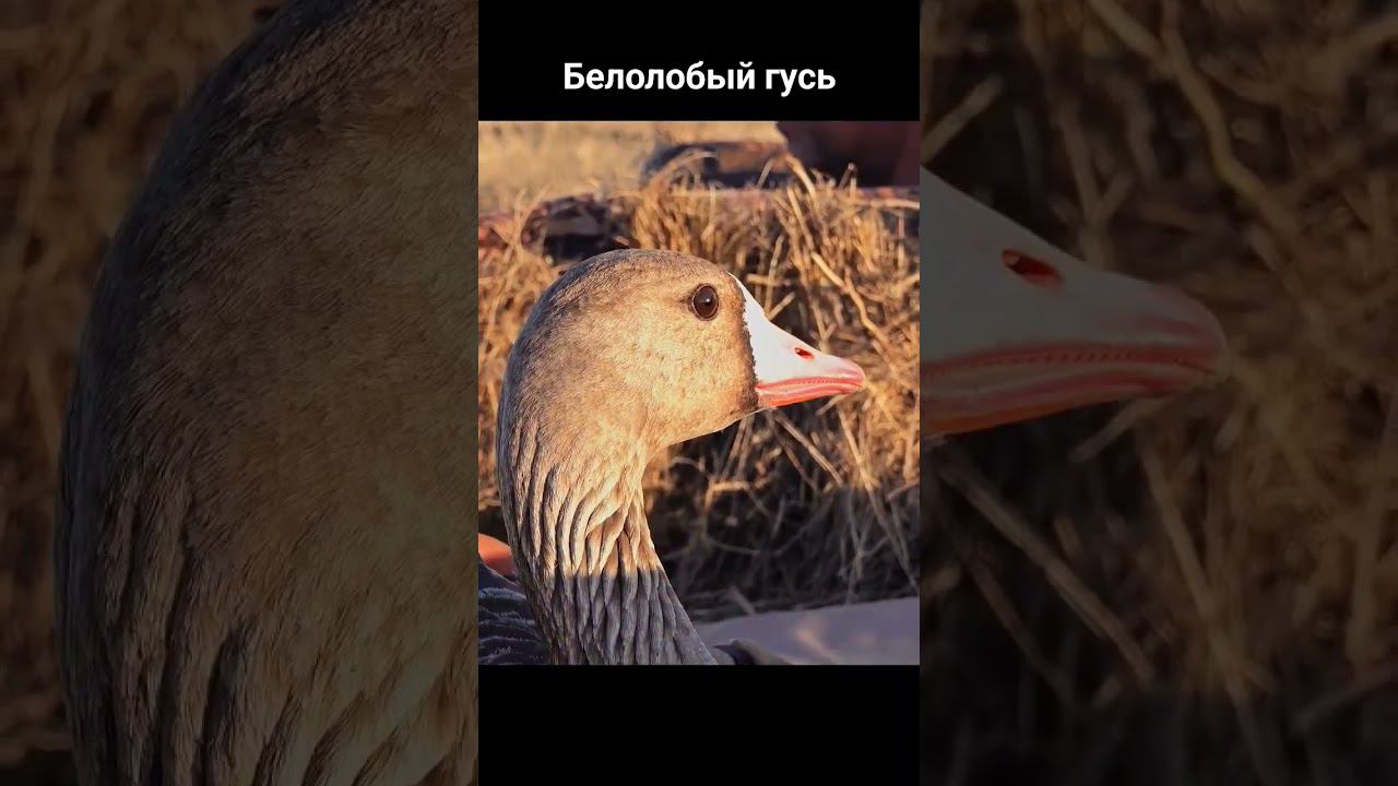 Лёгкий подранок белолобого гуся, стая подсадных растёт