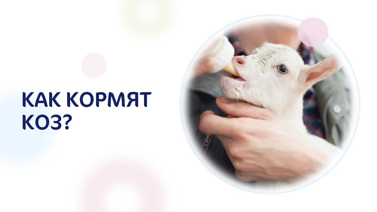 Kabrita®. Польза козьего молока. Весь рацион, который получают наши козы!