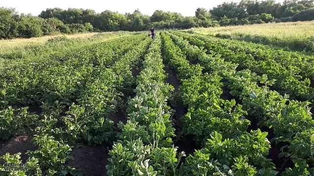 Экстремальное окучивание картофеля дисковым окучником на Нивовских колесах R16 по высокой ботве