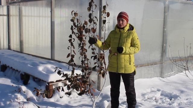Яблоня не сбросила листья осенью. Что надо сделать делать.