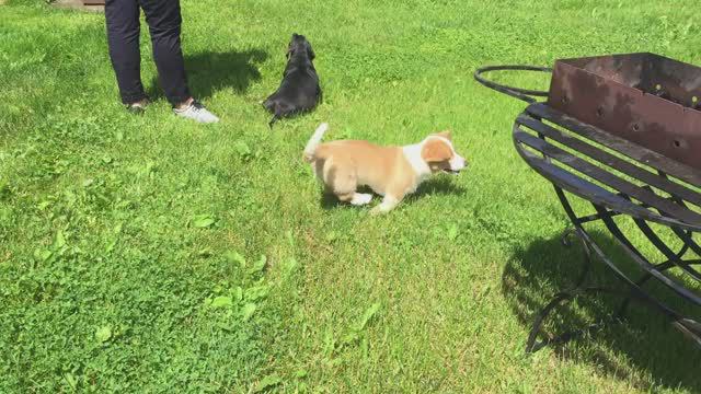 Лаврик на даче 2016