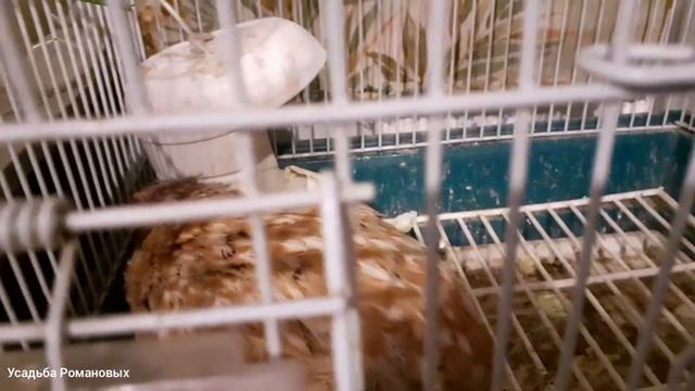 Болезни глаз перепелов.Перепелиная слепота