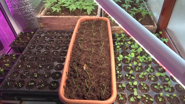 Пикирую лук порей. 27 марта 2023 год.