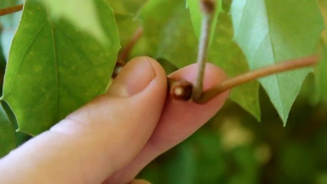 Циссус после прищипки.