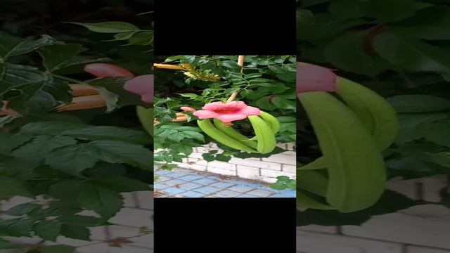 ❗Цветы Турции🌹01.09.2024 г. Turkey❗ #shorts #short #video #nature #цветы #природа #shortsvideo