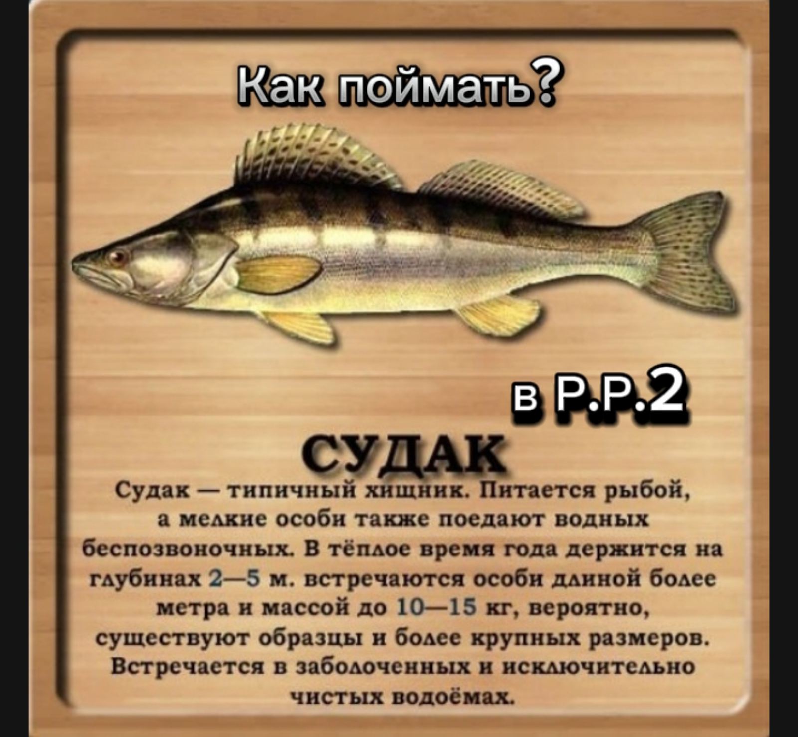 Как поймать Судака на локации река Ока, в Р.Р.2