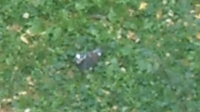 Красивый голубь. Стабилизировано.7568745