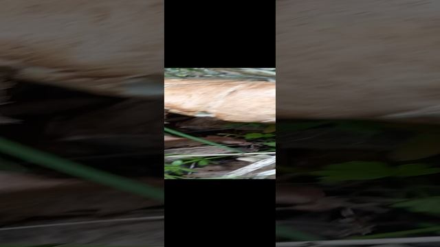 ?ПОДБЕРЕЗОВИК ОБЫКНОВЕННЫЙ ? ГРИБЫ 2023?