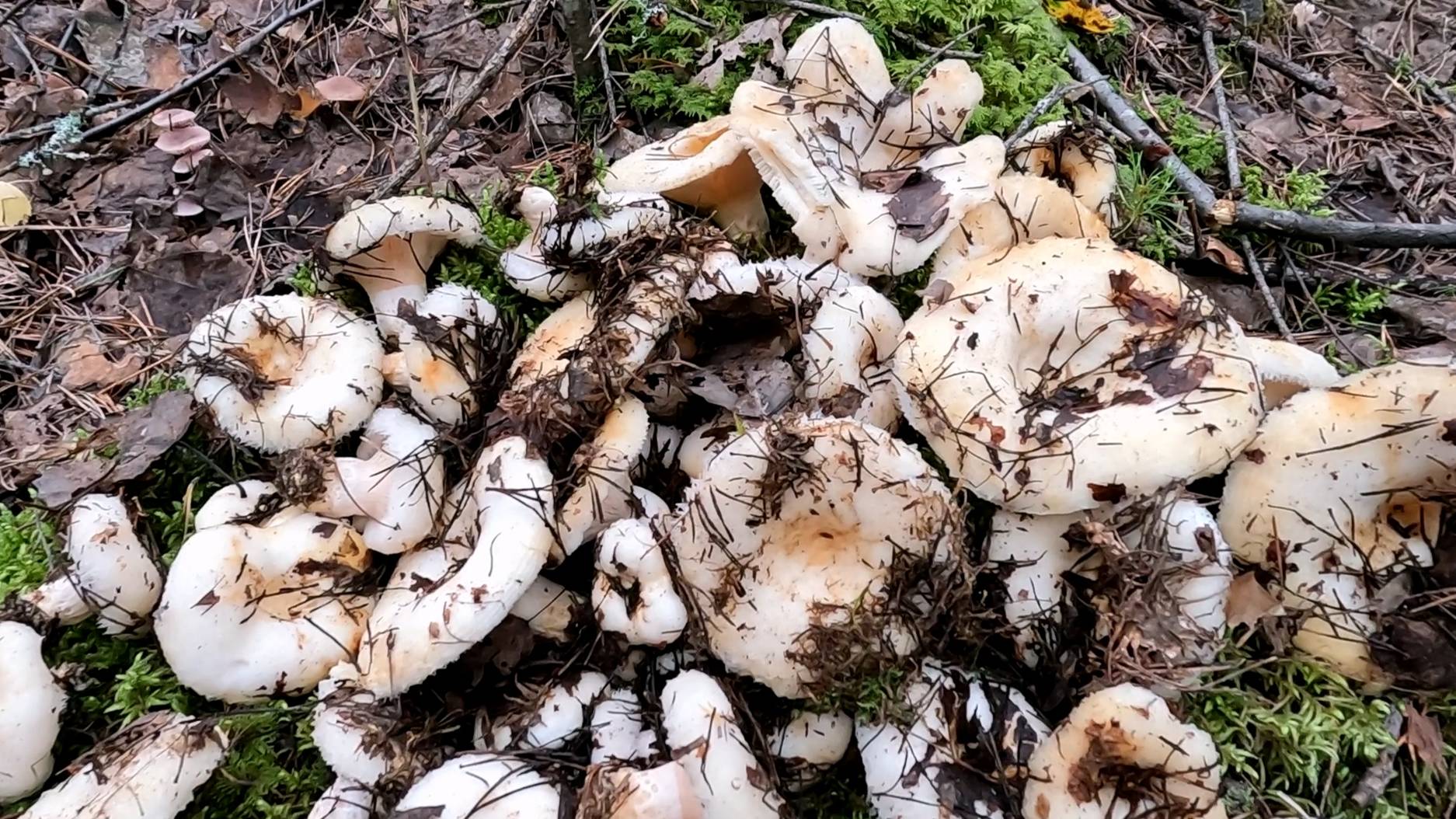 Полная пайва груздей.