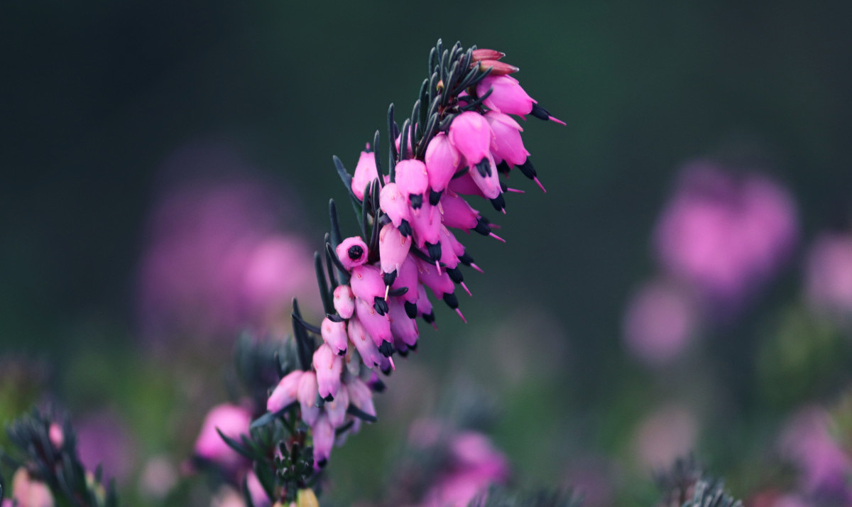 Лаванда РЕЛАКС АРТ-ТЕРАПИЯ ИМПРОВИЗАЦИЯ композитор Виктор Анохин #instrumental #цветы #bossanova