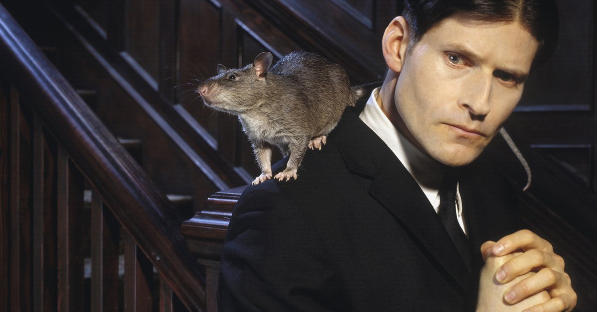 Уиллард (краткий пересказ фильма)