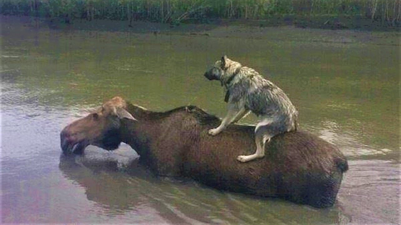 Животные спасают друг друга. Удивительные случаи взаимопомощи между животными. Podborkin TV