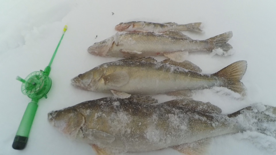 Зачётные Судаки. Ловим на Адмирал. Рыбалка на Каме