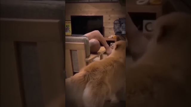 Забавные питомцы 32