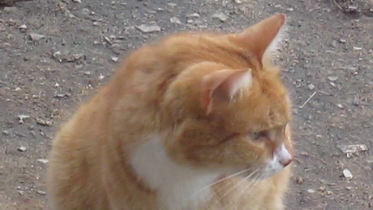 Рыжика зовут с прогулки