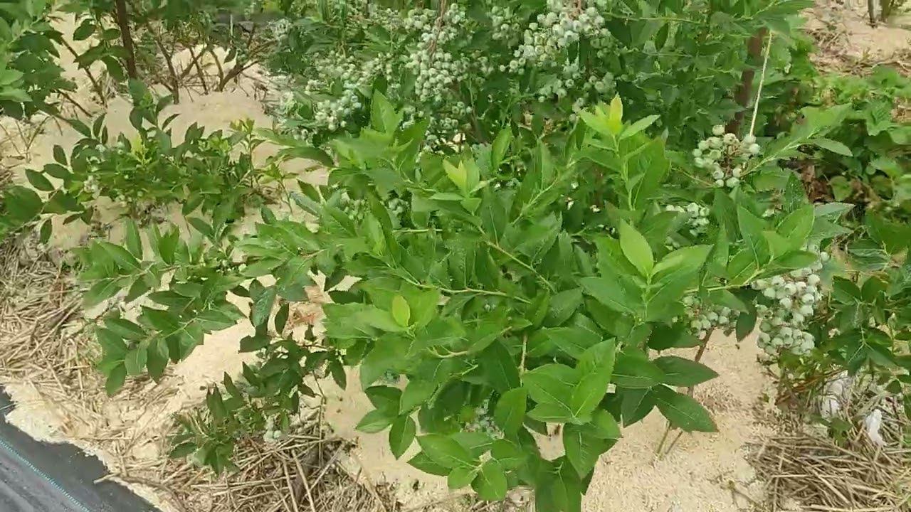 Заявка  на урожай 2023