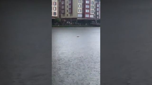 Уткам дождик не помеха.
