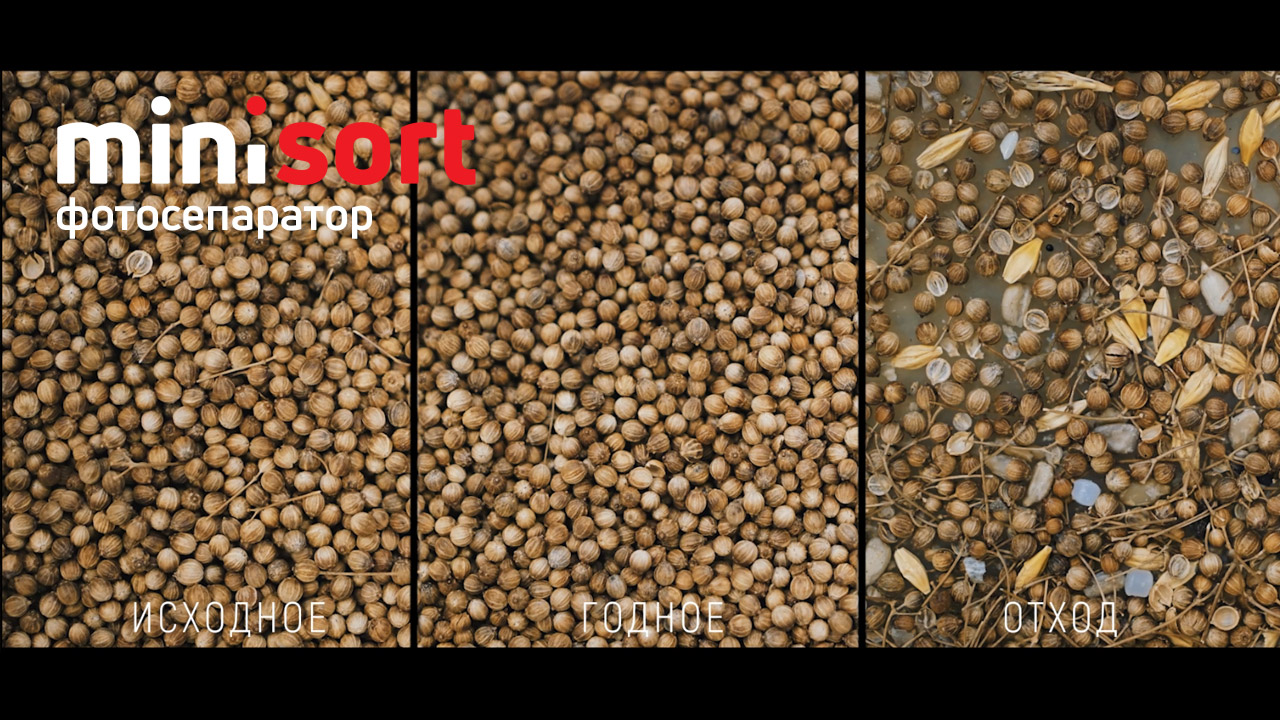 Сортировка кориандра на фотосепараторе MiniSort