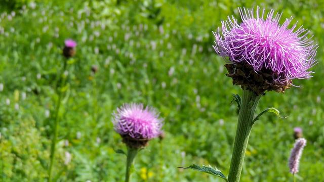 Путешествие в страну чудес Ергаки 21.07-29.07.2021г , часть 3, Визит_центр-Малая Буйба