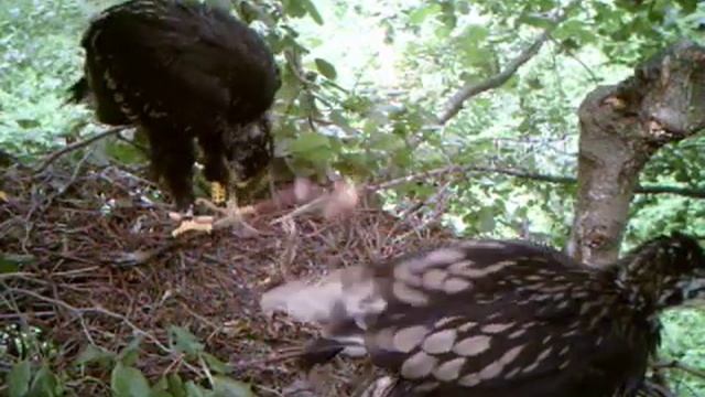 Птенцы большого подорлика Aquila clanga