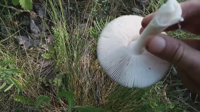 ОТец ищет грибы 12 июля. Моховик, дубовик и поплавки.