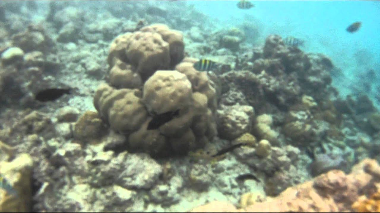 Vilamendhoo, Maldives. Vol.16