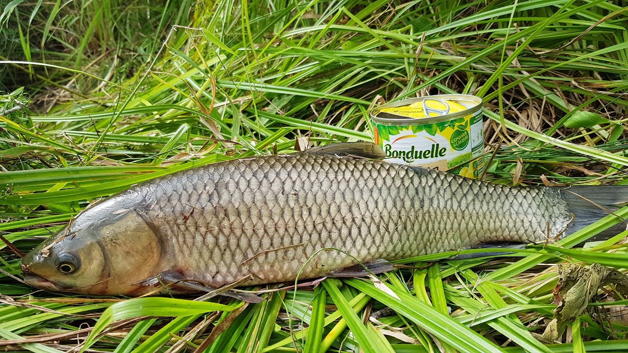 Вот это Амур ДАВИТ ? Рыбалка на поплавок, карп, карась в 2021