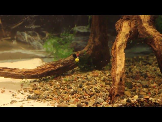 Работа микробисера с мормышками