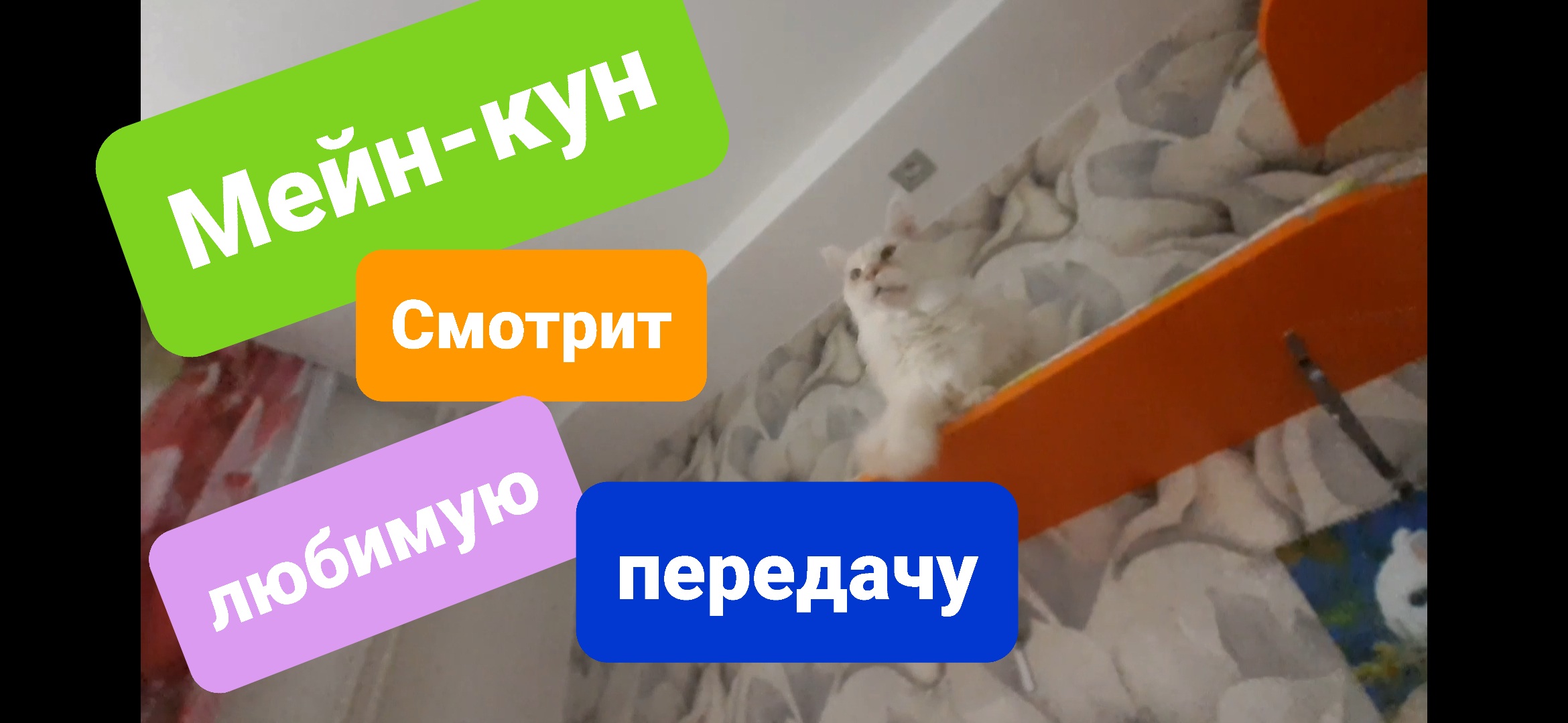 Мейн кун и любимая передача ?