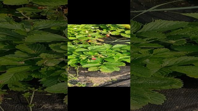 Земляника из семян. Ремонтантная земляника на даче.