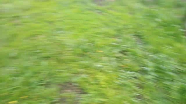 Приживаемость саженцев прошла не совсем хорошо.