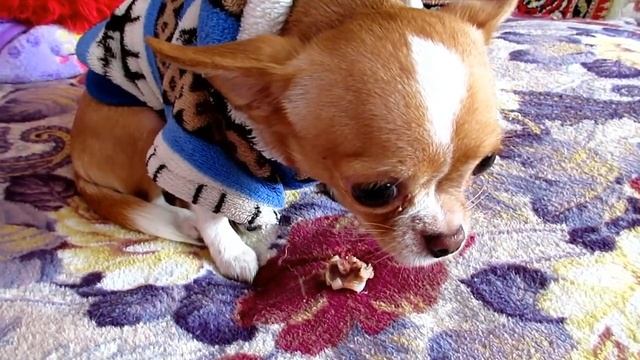 Мини чихуахуа грызет косточку и заводится как машинаMini Chihuahua angry. Machine factory.mp4