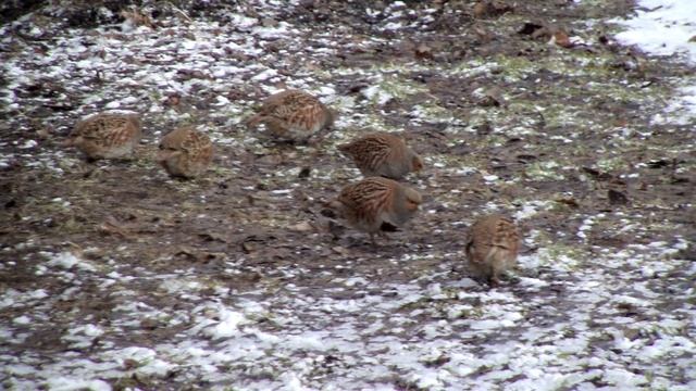 Серые куропатки на зимовке в Питере