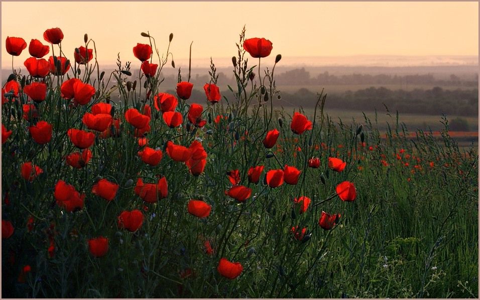 "Степной цветок" Юрий Старцев.