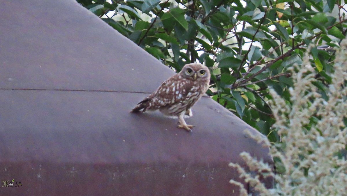 Сычи домовые. На рассвете и закате