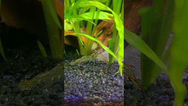 Прикольные аквариумные креветки #макробрахиум