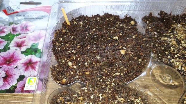 Петунья взошла, погибает и падает? Причина проста и решаема! Спасём!