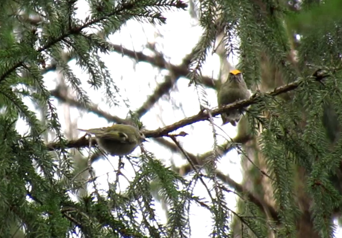 Королёк - самая маленькая птичка в России. Тонкий писк королька