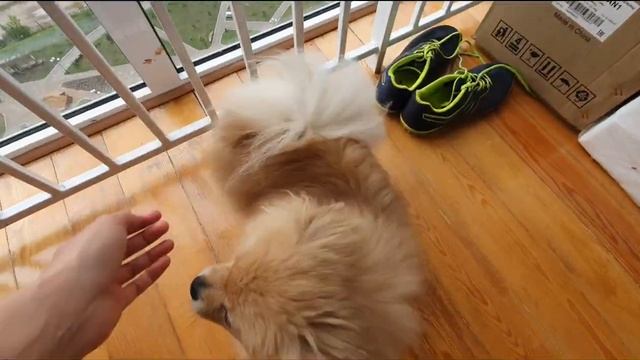 Кот Рыся не хочет отдавать старую когтеточку, а Бася Шпиц его поддерживает!