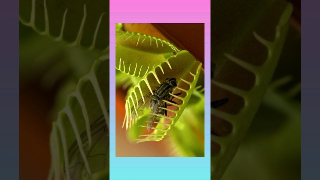 Как в фильме ужасов! Что происходит с жертвой внутри ловушки дионеи мухоловки?