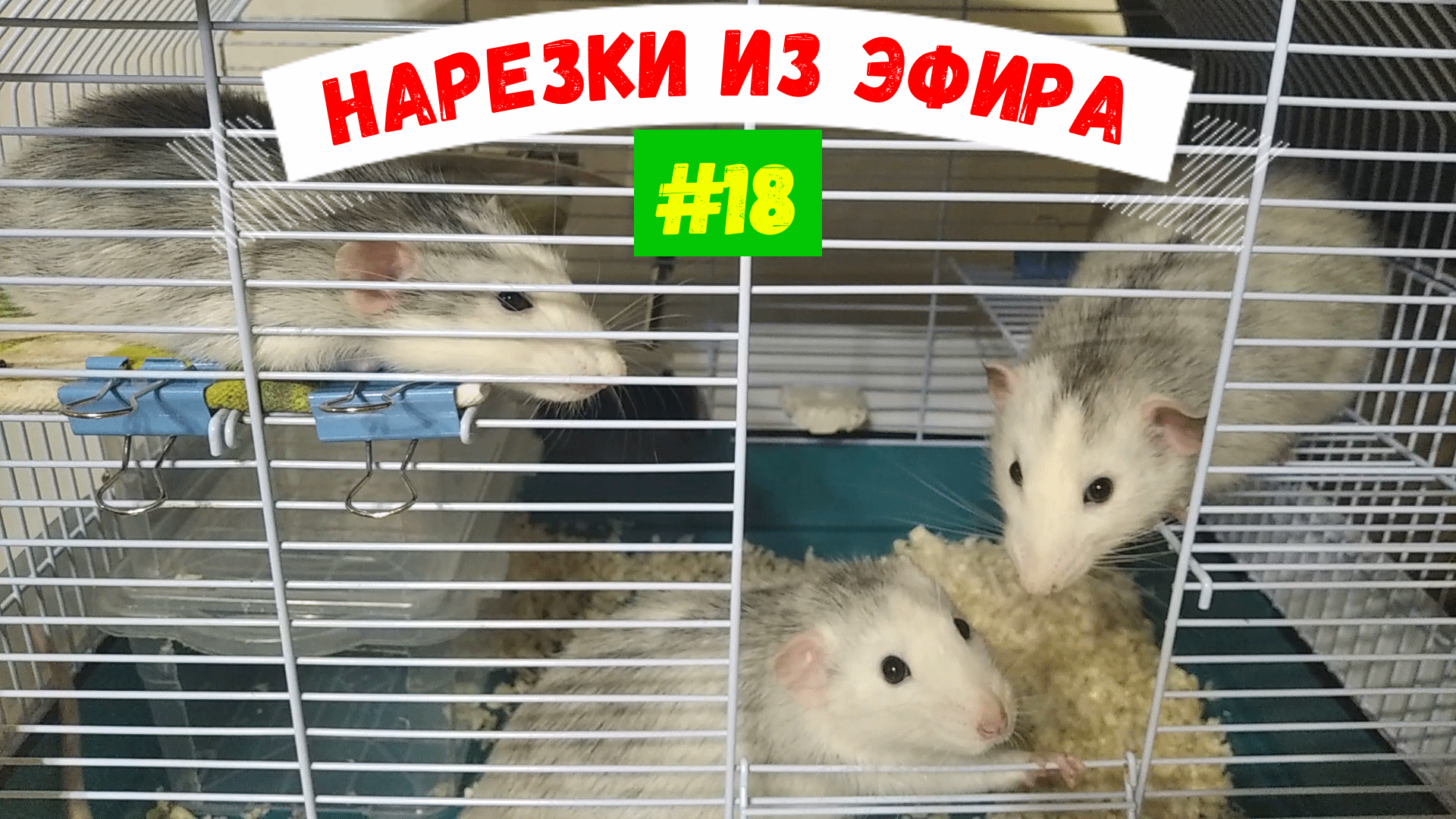 НАРЕЗКИ ИЗ ЭФИРА | КРЫСЫ #18