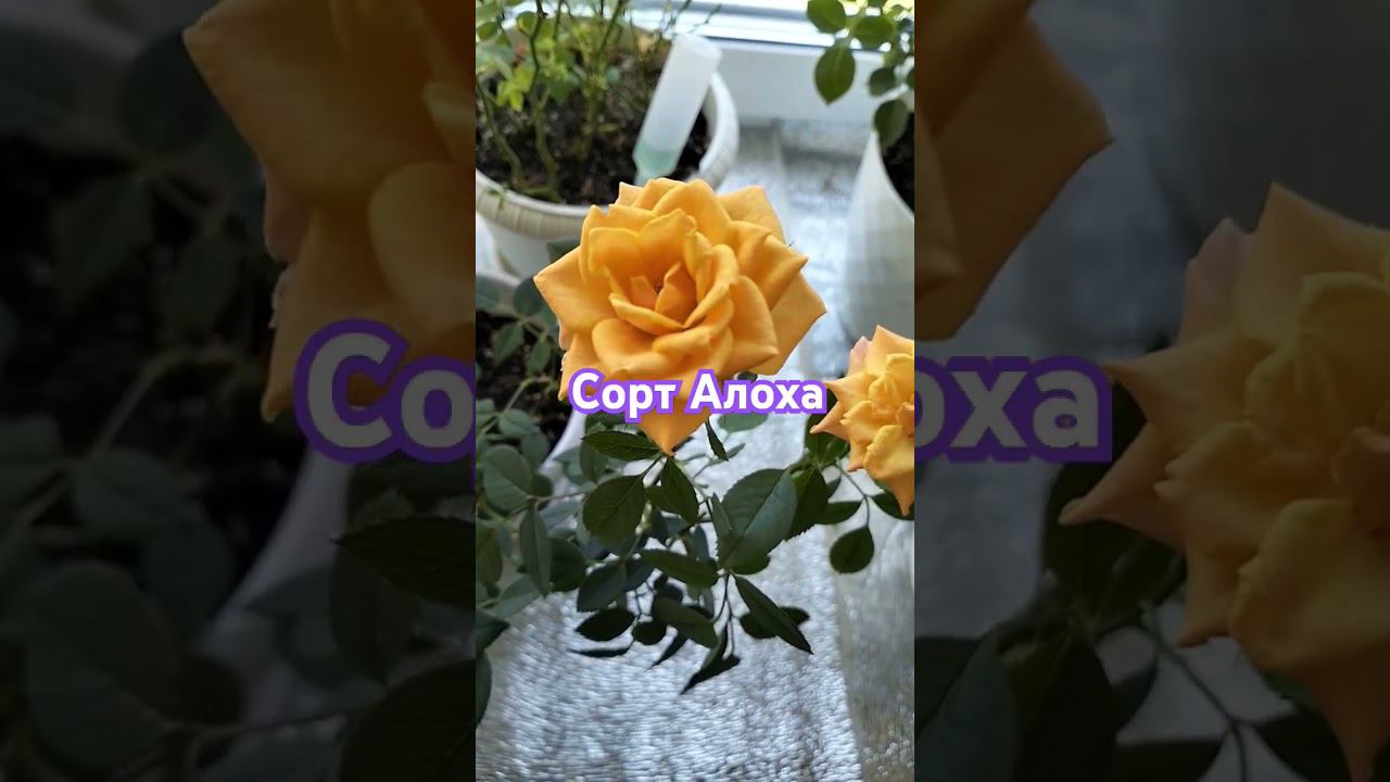 Миниатюрная роза Алоха Кордана цветение на подоконнике ☺️#рекомендации #топ #минироза #music