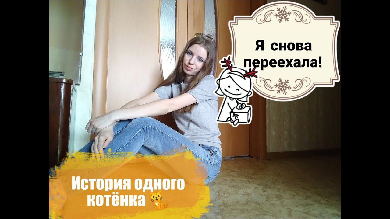 Я снова переехала? История одного котёнка