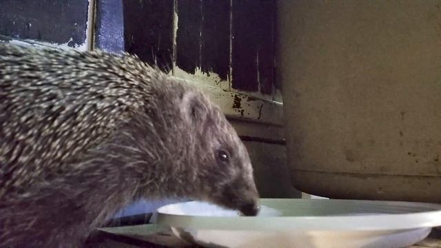 Ёж парк Победа Севастополь 2020.mp4