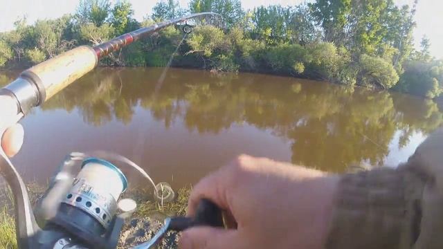 Ловлю на реке крупных язей.