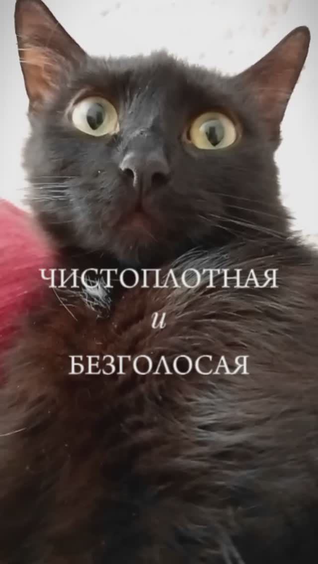 Наша чистоплотная и безголосая Софи ❤️